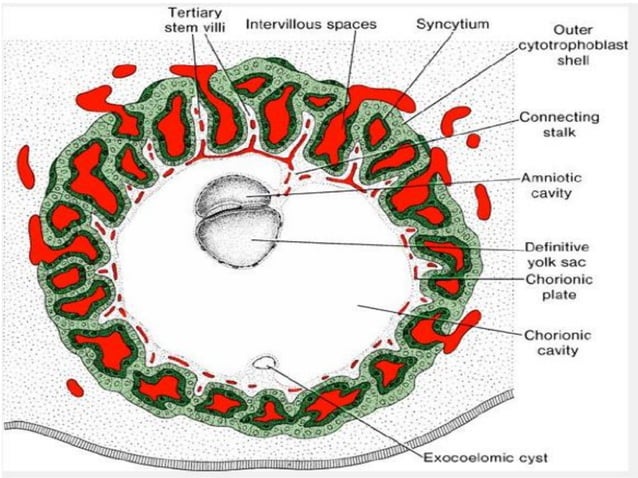 histology of Embryology placenta | PDF | Pregnancy | Reproductive Health