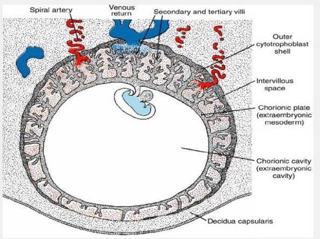 histology of Embryology placenta | PDF | Pregnancy | Reproductive Health