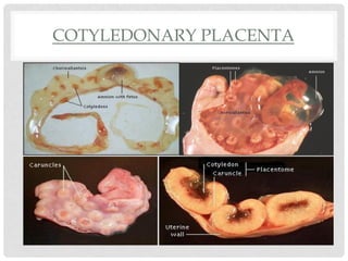 Cotyledonary Placenta