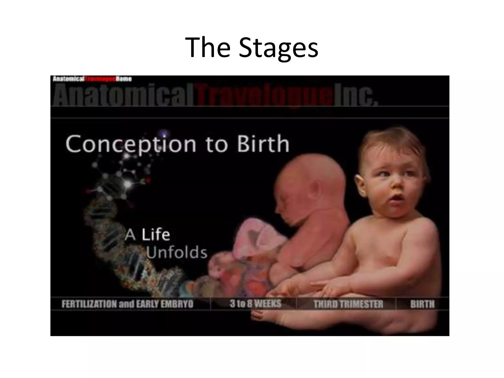 Embryology power point | PPT