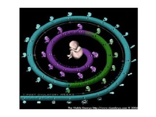 Embryology power point | PPTX