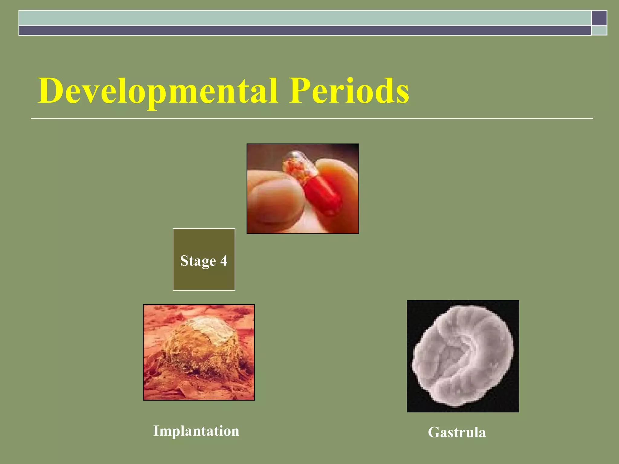 Embryology ppt | PPT
