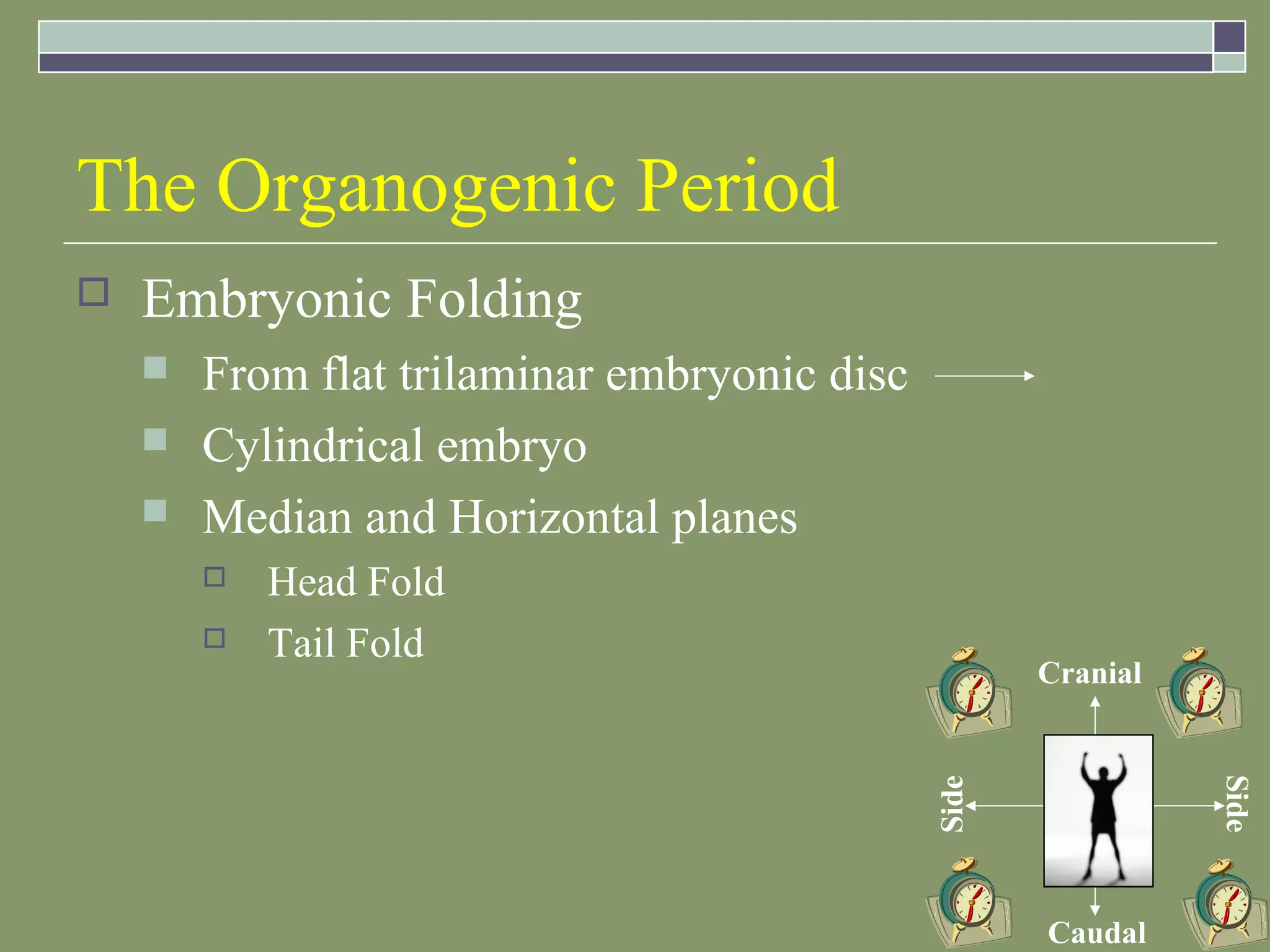 Embryology ppt | PPT