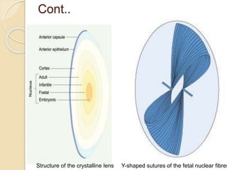 Embryology of Eye | PPTX