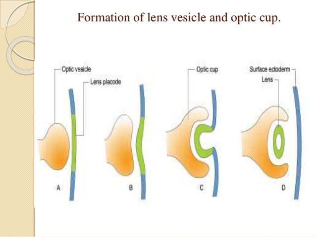 Embryology of Eye