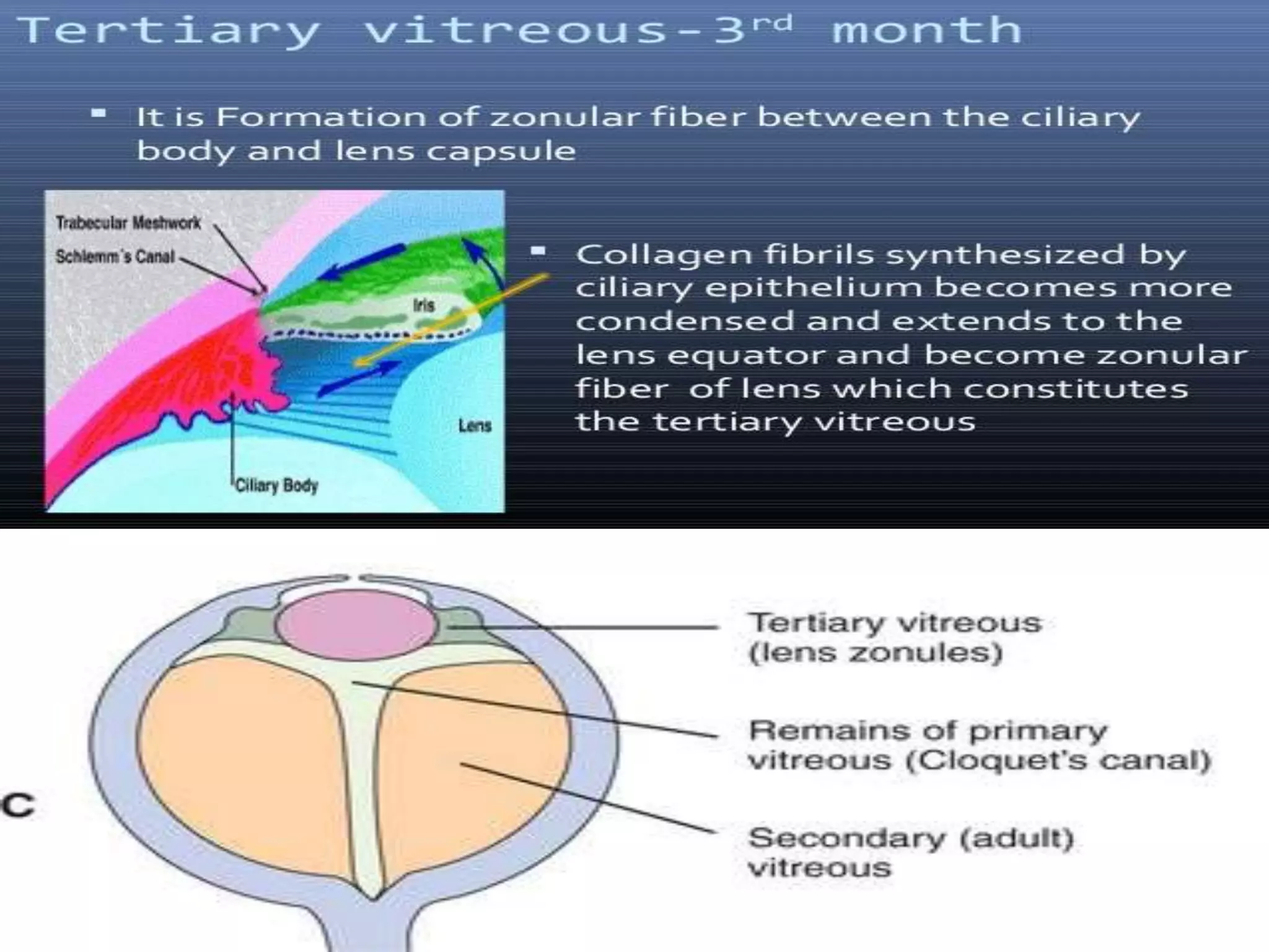 Vitreous | PPTX | Pregnancy | Reproductive Health