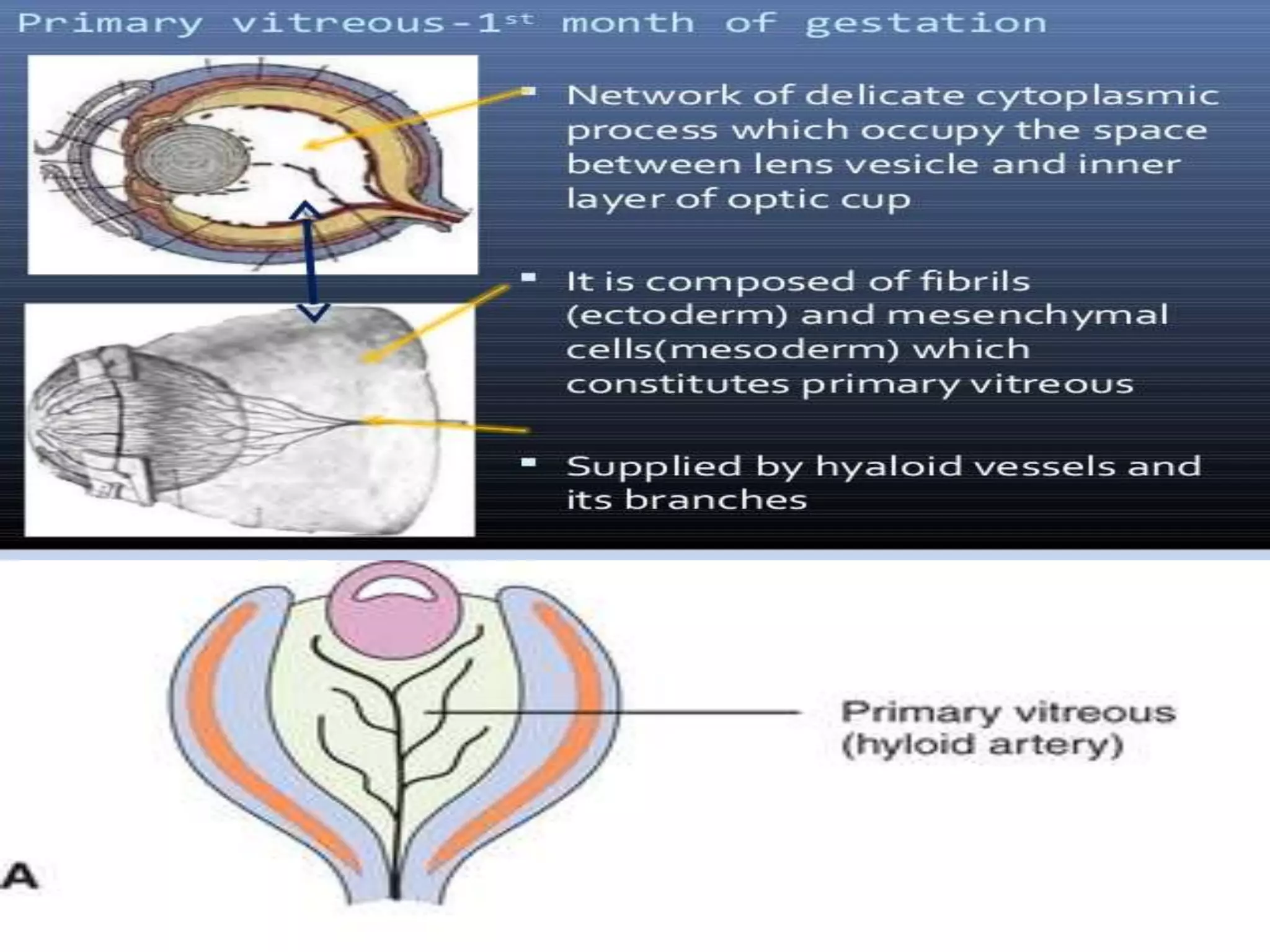 Vitreous | PPTX | Pregnancy | Reproductive Health