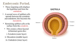 EMBRYOLOGY DEVELOPMENT OF THE HUMAN BODY | PPTX