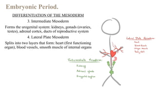 EMBRYOLOGY DEVELOPMENT OF THE HUMAN BODY | PPTX