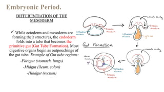 EMBRYOLOGY DEVELOPMENT OF THE HUMAN BODY | PPTX