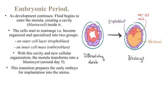 EMBRYOLOGY DEVELOPMENT OF THE HUMAN BODY | PPTX