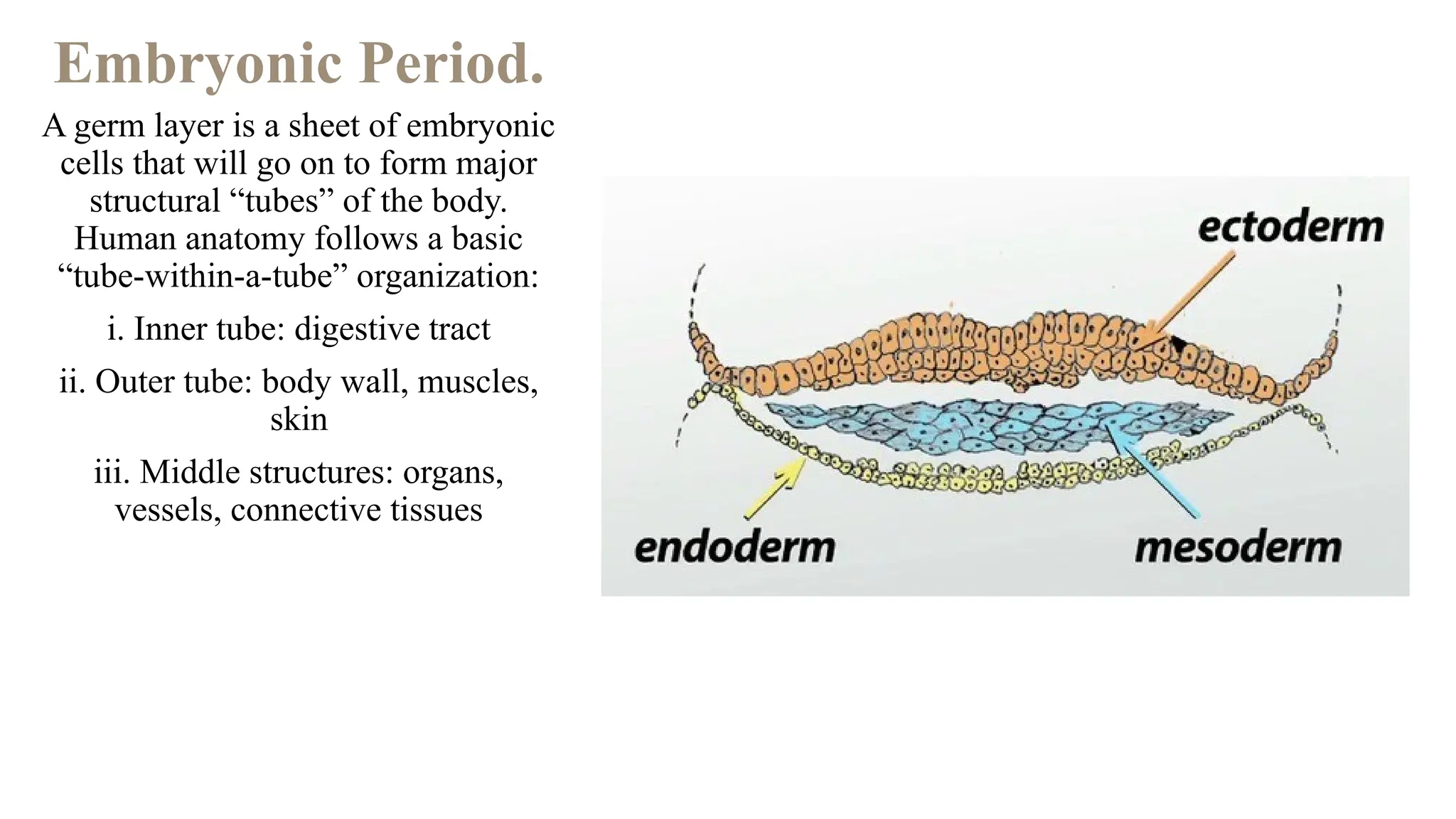 EMBRYOLOGICAL DEVELOPMENT OF THE HUMAN BODY | PPTX