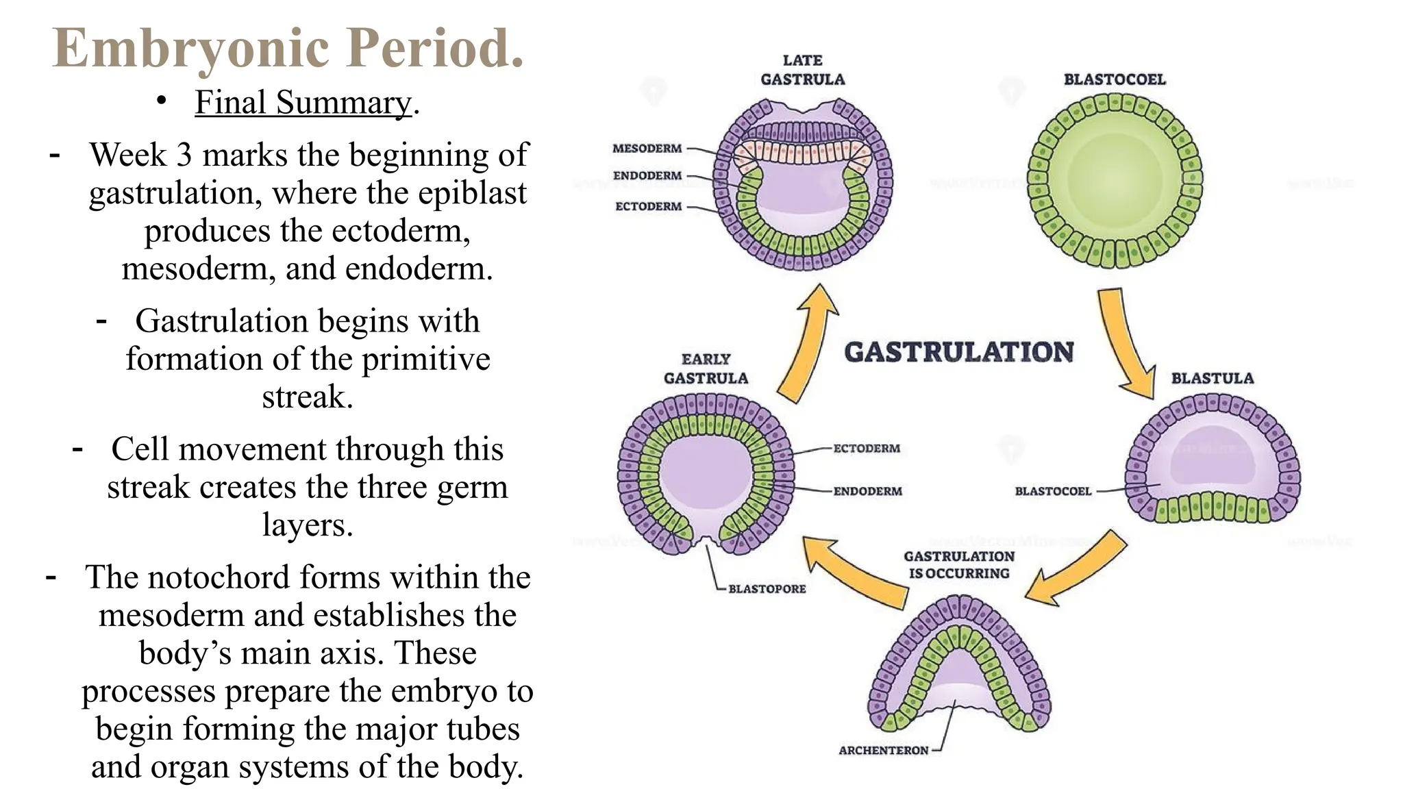 EMBRYOLOGICAL DEVELOPMENT OF THE HUMAN BODY | PPTX