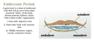 EMBRYOLOGICAL DEVELOPMENT OF THE HUMAN BODY | PPTX