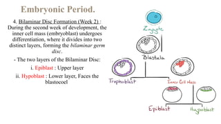 EMBRYOLOGICAL DEVELOPMENT OF THE HUMAN BODY | PPTX