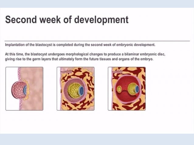 EMBRYOLOGY Power point presentation seminar part 1 | PPT
