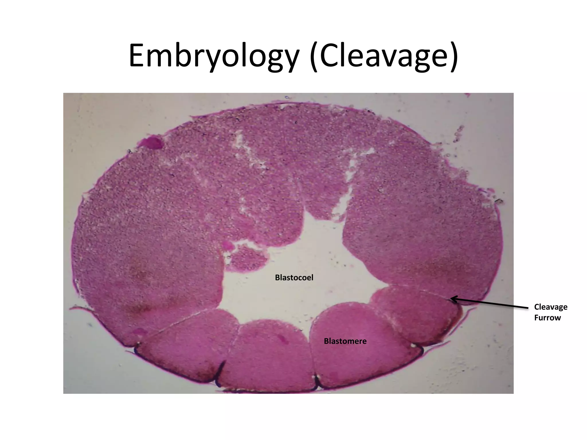 histology of Embryology (practical) | PDF