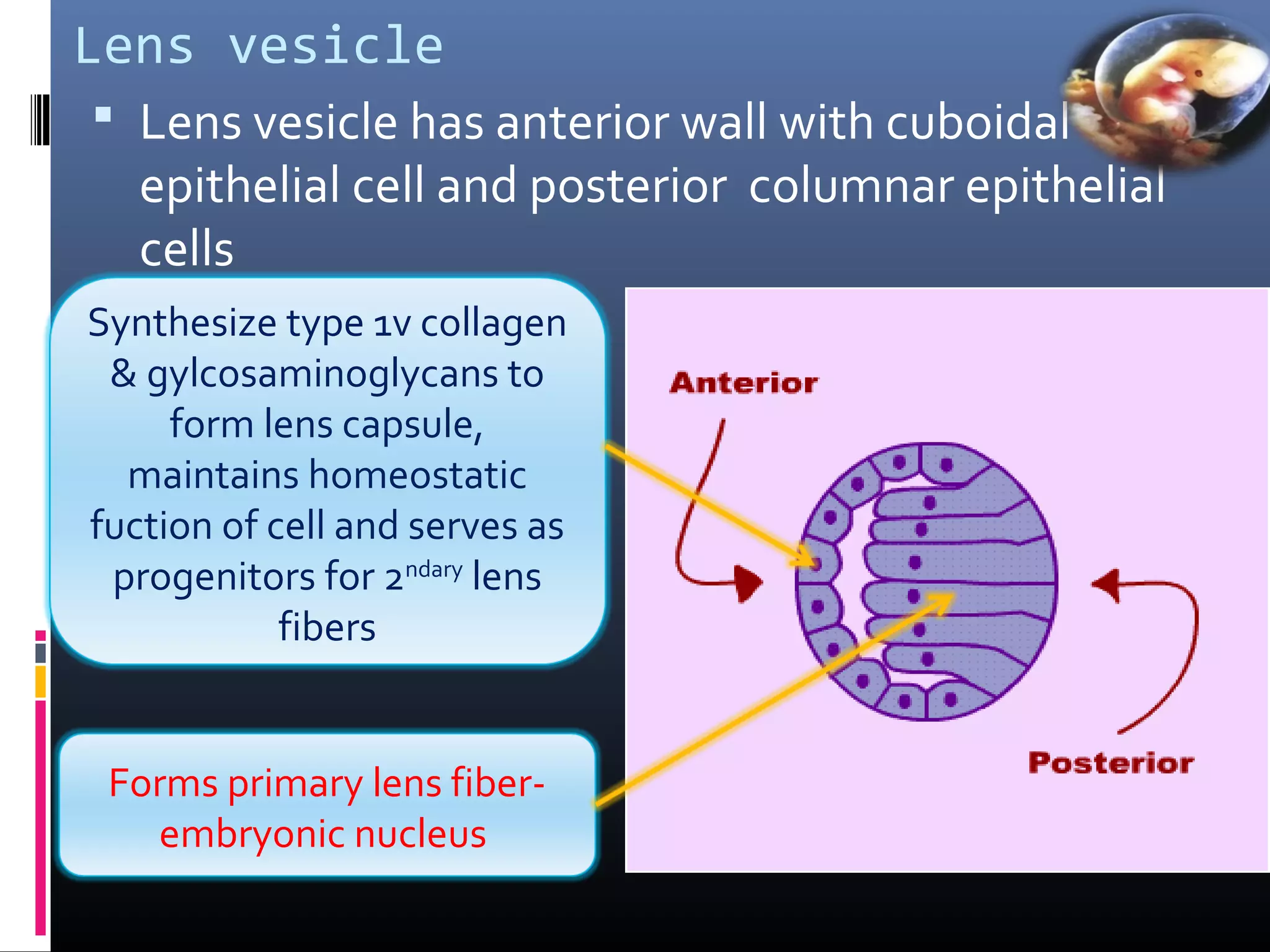 Embryology of human eye | PPT