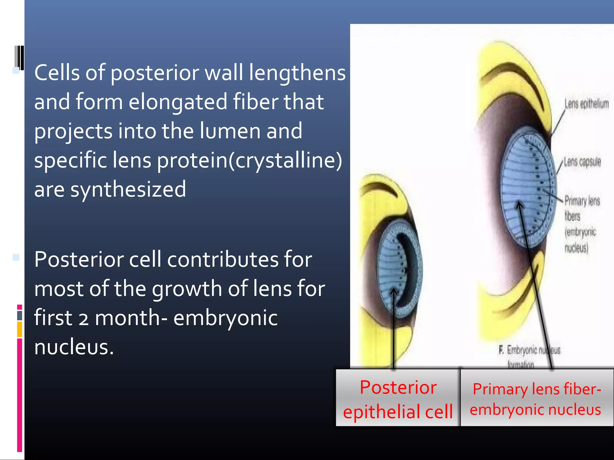 Embryology of human eye | PPT