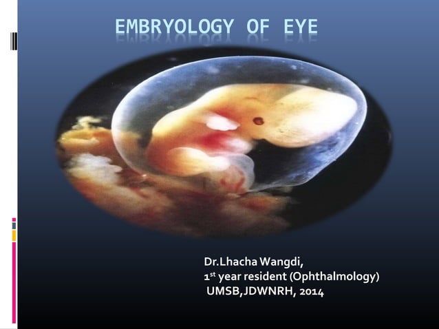 Embryology of human eye | PPT | Infertility | Reproductive Health