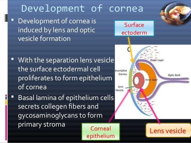 Embryology of human eye