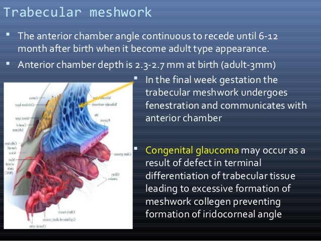 Embryology of human eye