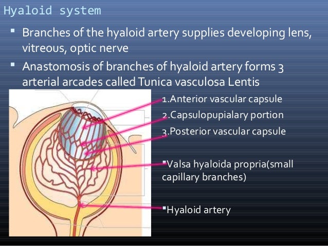 Embryology of human eye