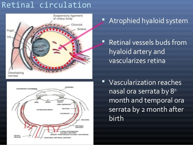 Embryology of human eye