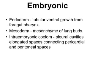 Embryology Respiratory System.ppt