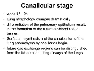 Embryology Respiratory System.ppt
