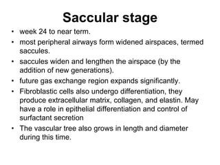 Embryology Respiratory System.ppt