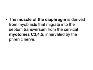 Embryology Respiratory System.ppt