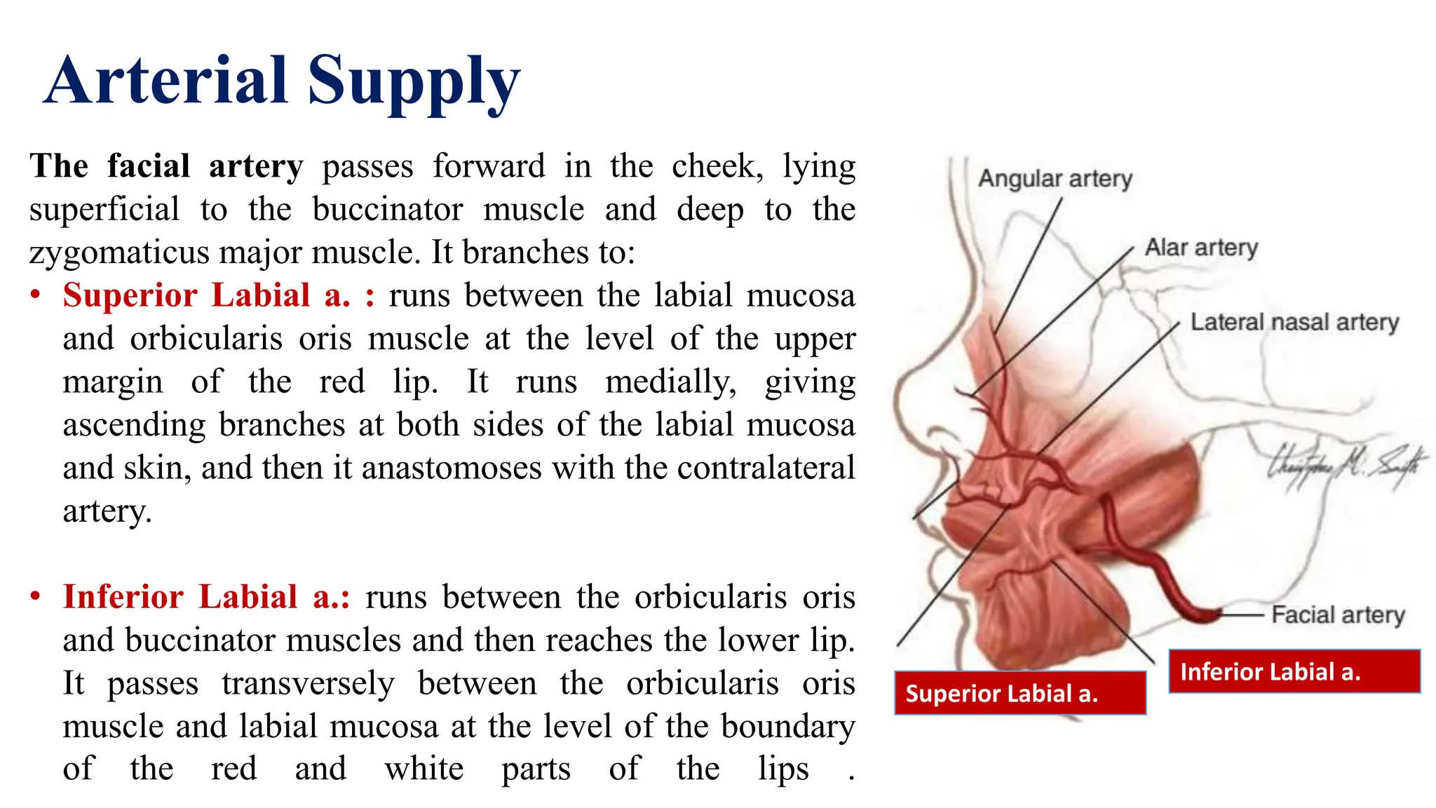 Embryology & Surgical Anatomy of Cleft Lip.pptx