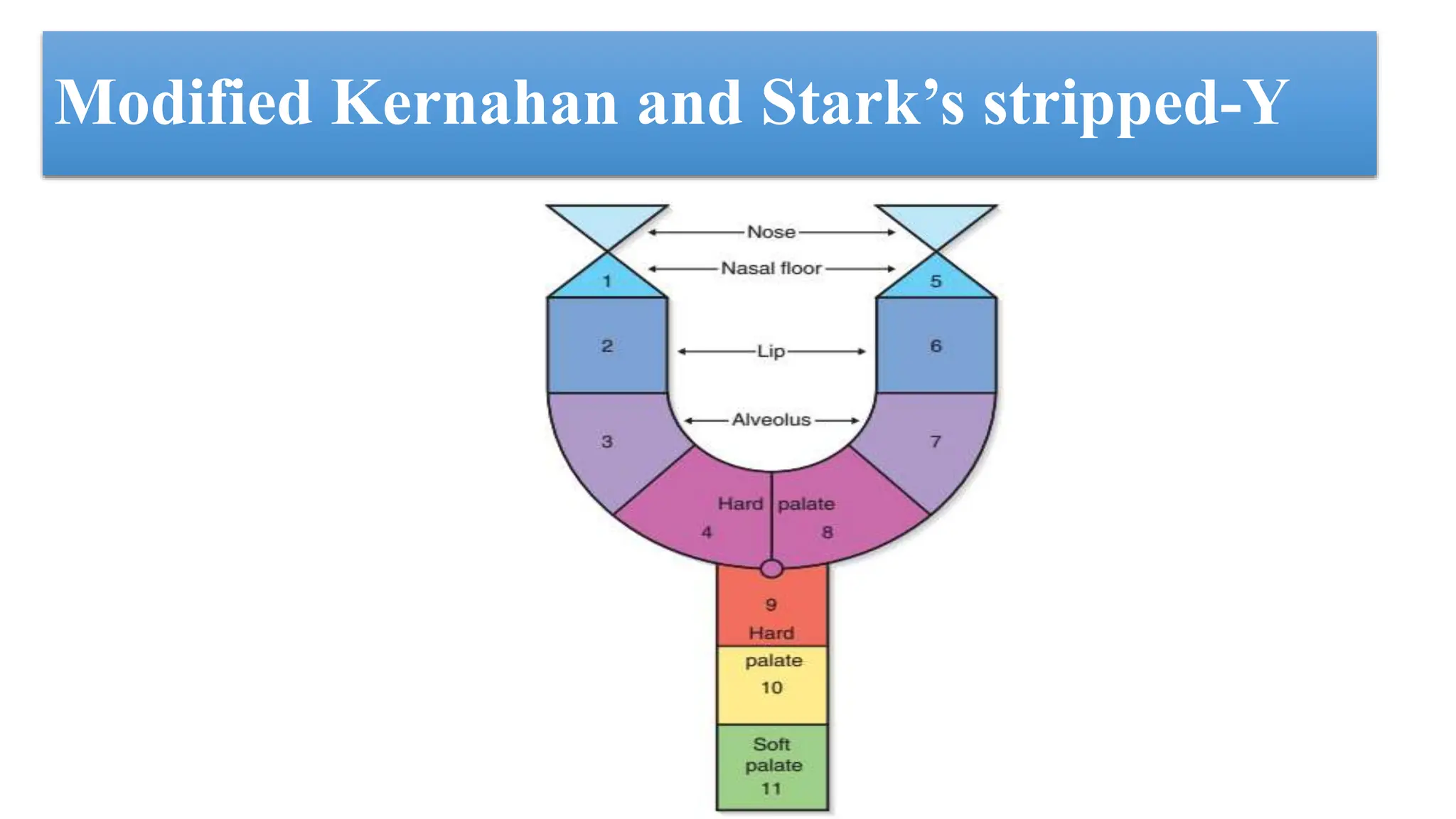 Embryology & Surgical Anatomy of Cleft Lip.pptx