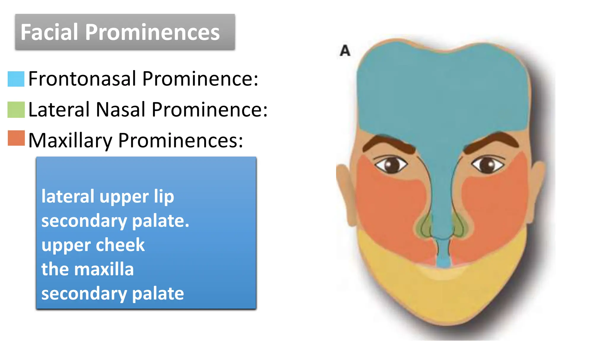 Embryology & Surgical Anatomy of Cleft Lip.pptx