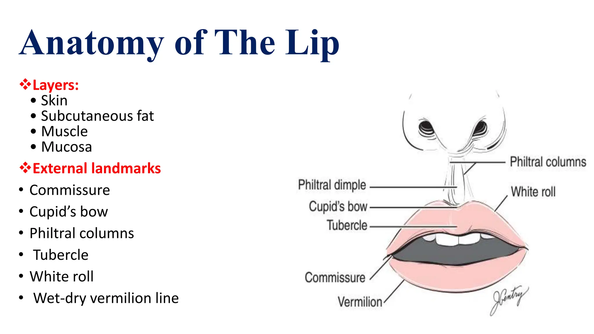 Embryology & Surgical Anatomy of Cleft Lip.pptx