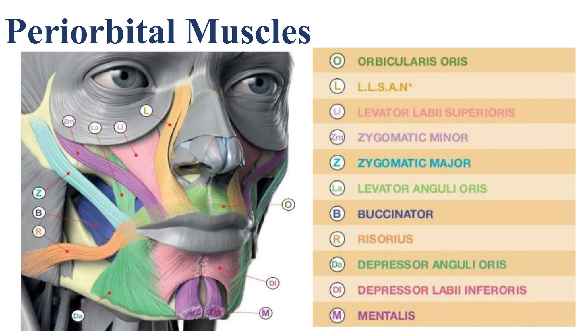 Embryology & Surgical Anatomy of Cleft Lip.pptx