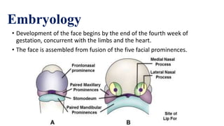 Embryology & Surgical Anatomy of Cleft Lip.pptx