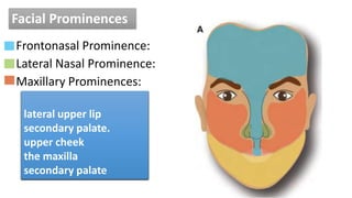 Embryology & Surgical Anatomy of Cleft Lip.pptx | Pregnancy ...