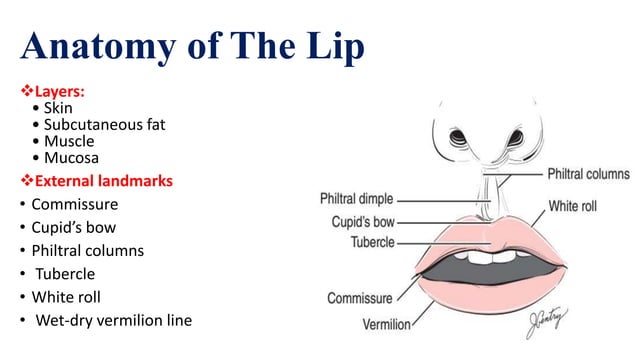 Embryology & Surgical Anatomy of Cleft Lip.pptx | Pregnancy ...