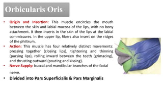 Embryology & Surgical Anatomy of Cleft Lip.pptx