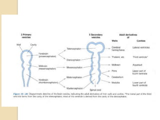Embryology of nervous system | PPTX