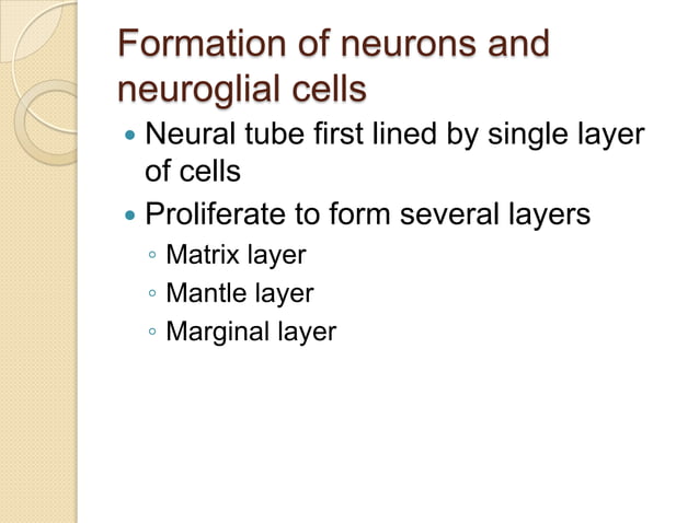 Embryology of nervous system | PPTX | Brain and Nervous System ...
