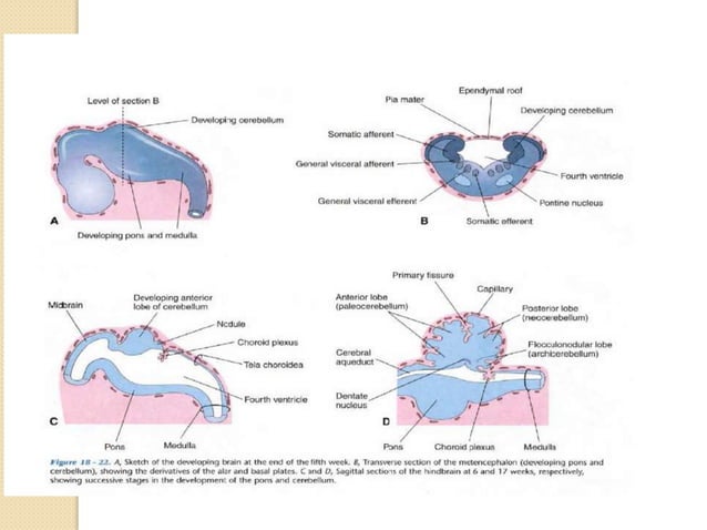 Embryology of nervous system | PPTX | Brain and Nervous System ...