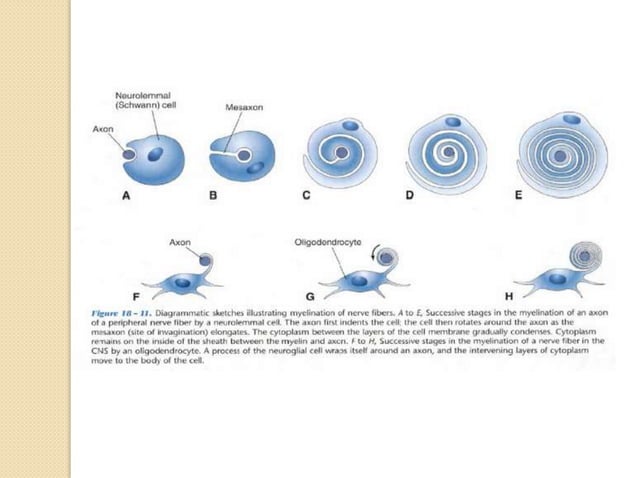 Embryology of nervous system | PPT