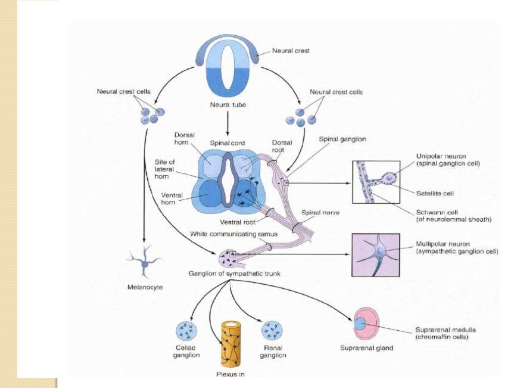 Embryology of nervous system