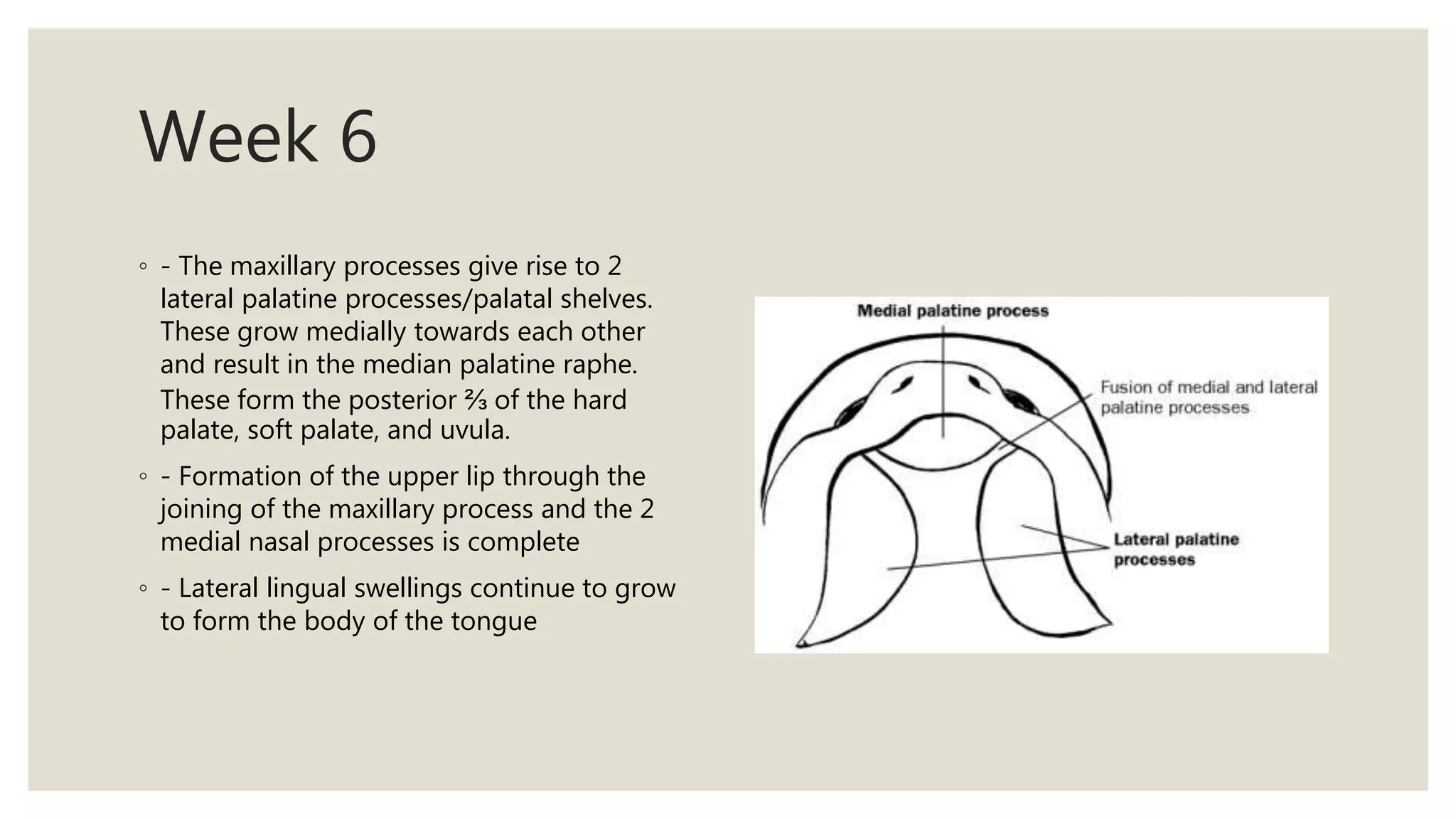 Embryology Timeline | PPTX