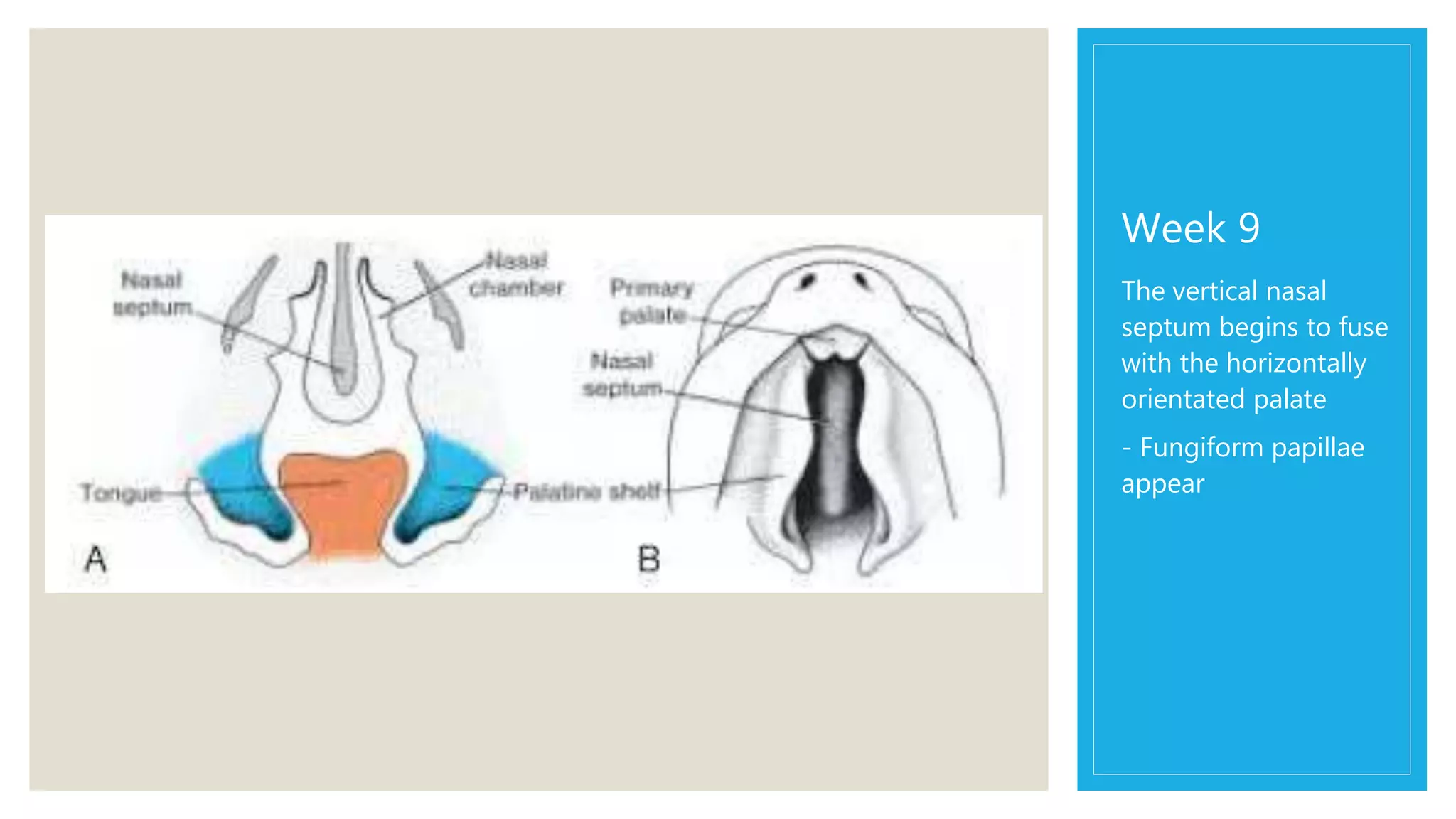 Embryology Timeline | PPTX