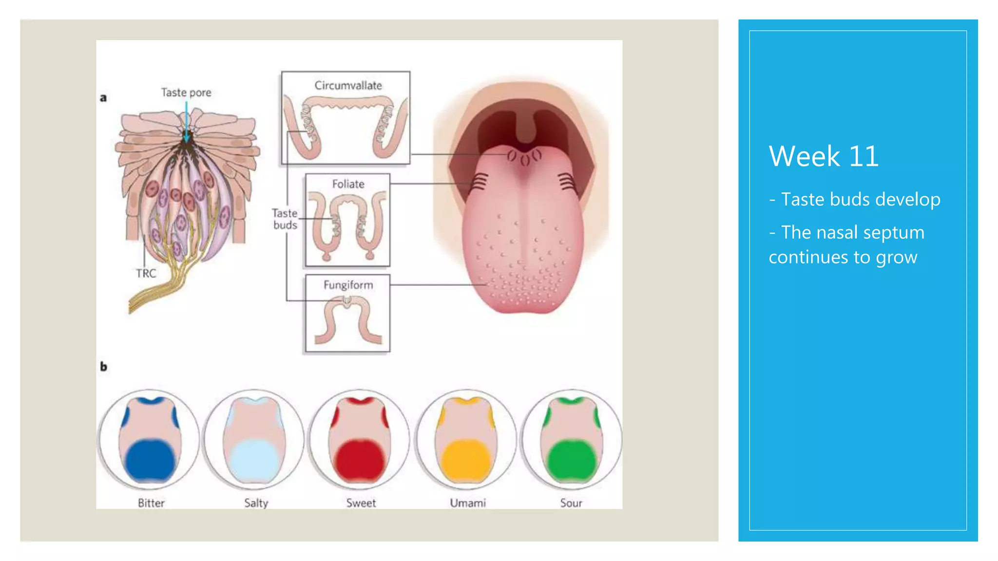 Embryology Timeline | PPTX