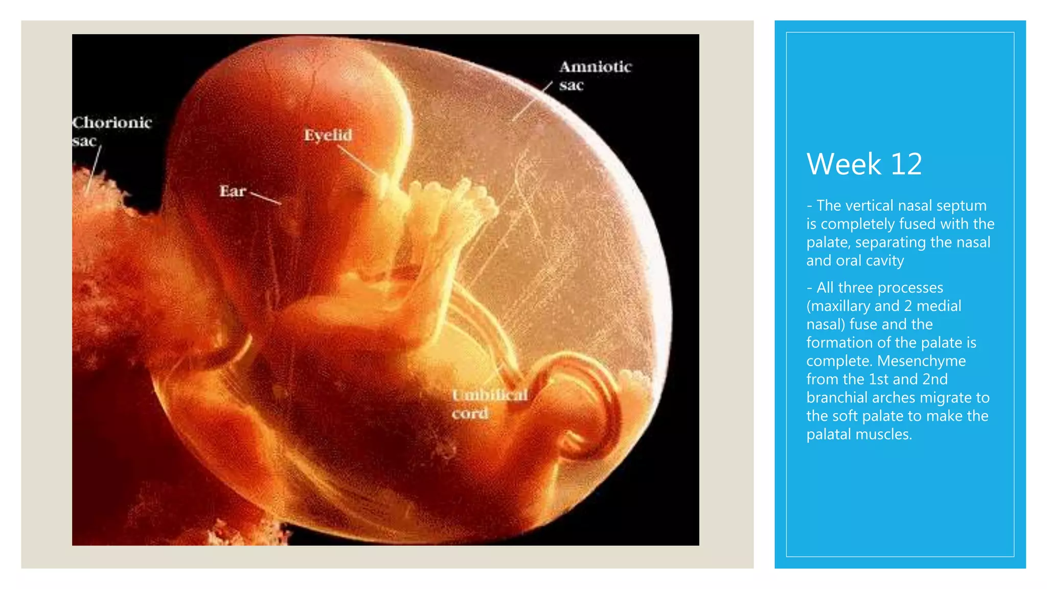 Embryology Timeline | PPTX